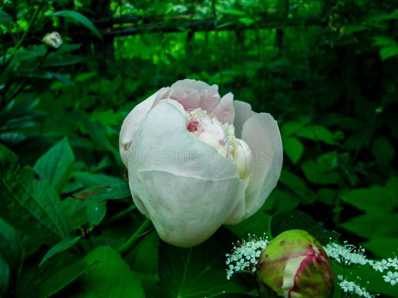 Piony стоковое фото. изображение насчитывающей зеленый - 112930802