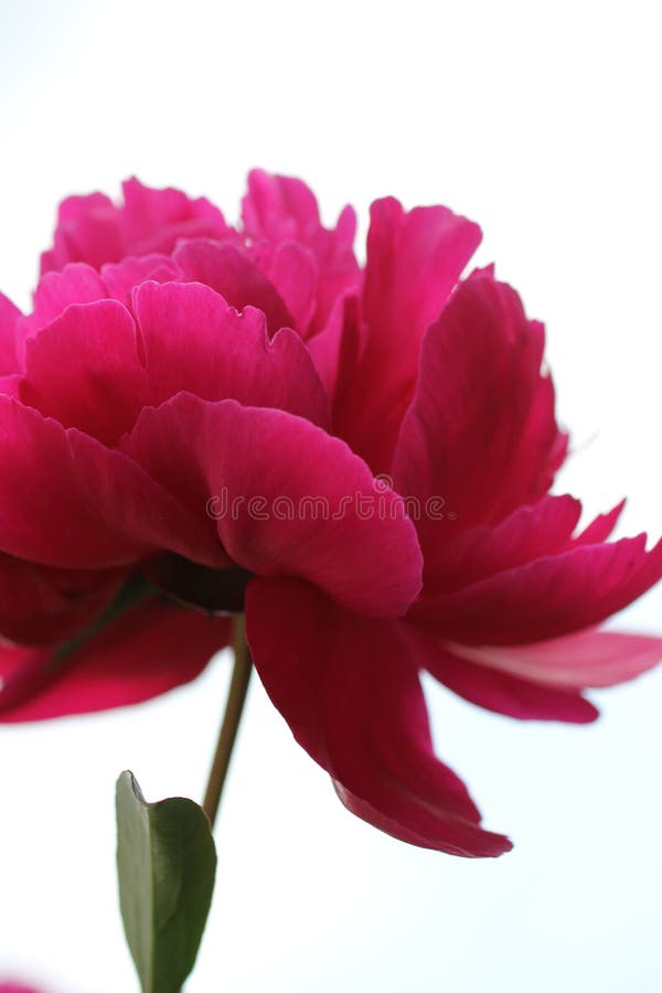 Piony stock photo. Image of summer, white, nature, florist - 101821780