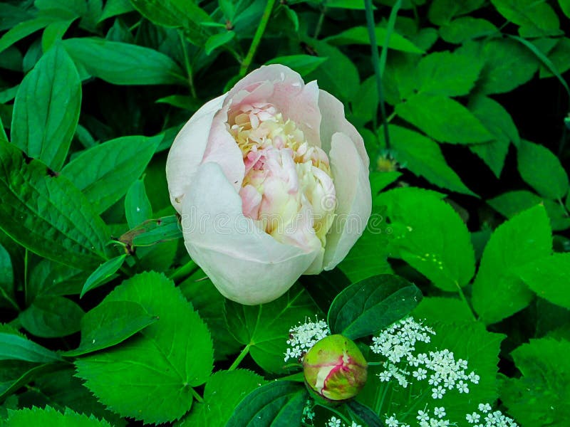 Piony stock image. Image of summer, white, piony, green - 112930801