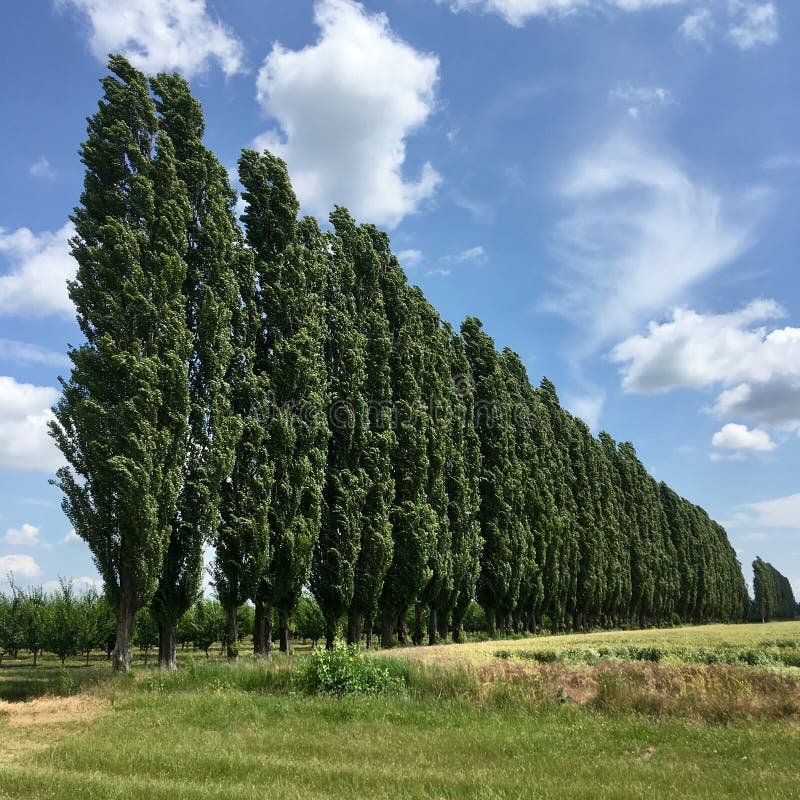 pioppi fotografia stock libera da diritti
