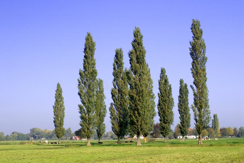 Alberi di pioppo 2 immagine stock. Immagine di colorato - 10899297