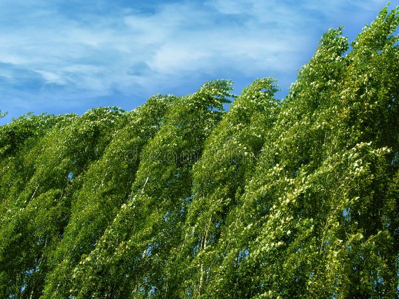 Pioppi immagine stock. Immagine di sfondo, verde, nave - 45050183