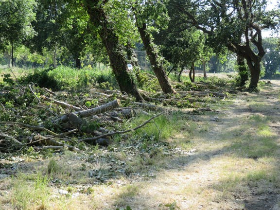 Pioppi imagen de archivo. Imagen de marcas, avenida, nieve - 95248279