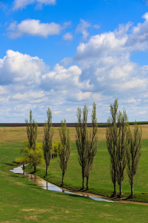 Pioppi e un lago fotografia stock. Immagine di pioppo - 53216716