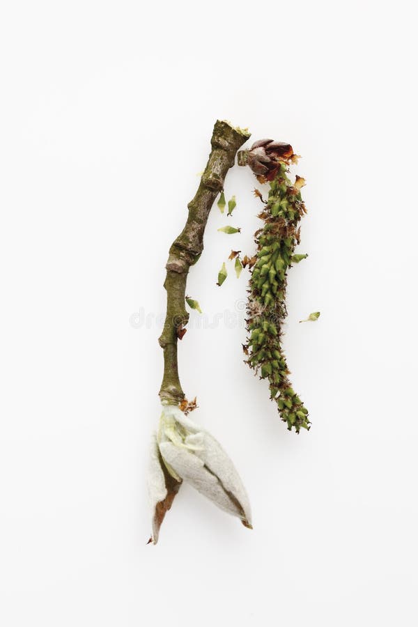 Pioppo Tremolo (populus Tremula) Fotografia Stock - Immagine di offerta ...