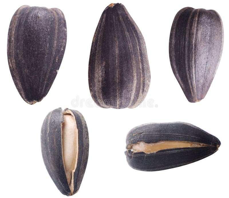 Pips stock image. Image of seeds, series, isolate, snac - 23593733