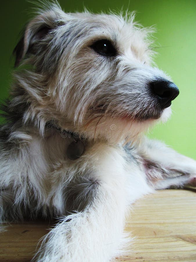 Pip the mongrel crossbreed stock photo. Image of attentive - 58725470