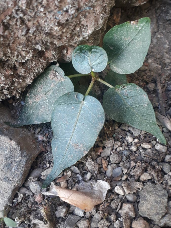 Pipal στοκ εικόνα. εικόνα από - 106180649