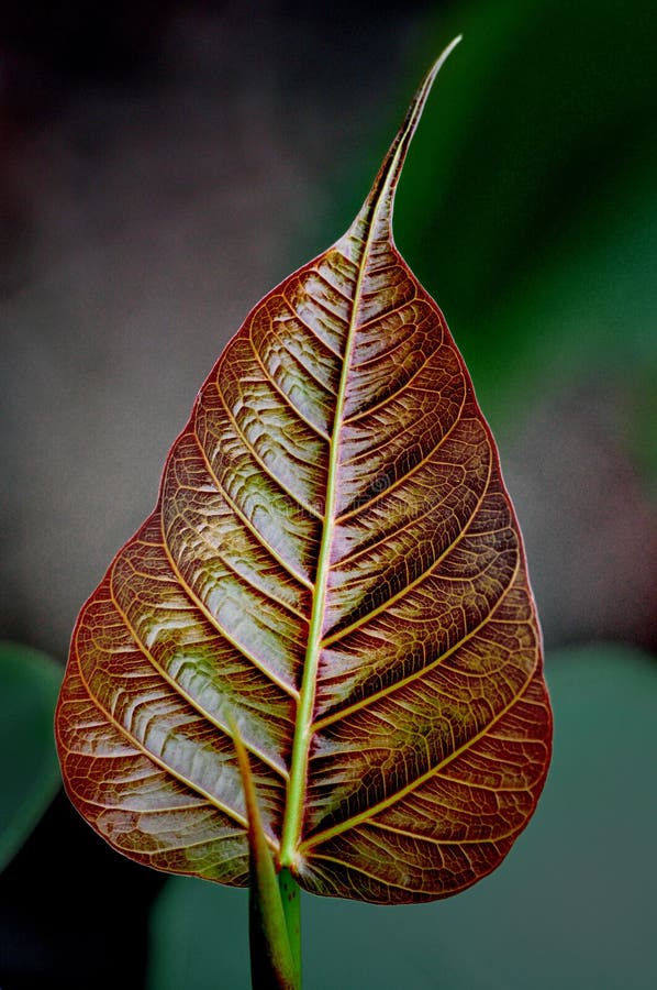 Pipal photo stock. Image du conception, banian, venation - 36255112