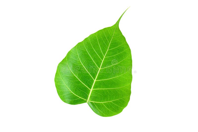 Pipal or Bo leaf stock image. Image of religiosa, closeup - 41333929