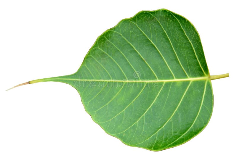 Pipal Green Leaf on White Background Stock Photo - Image of creativity ...