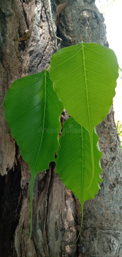 Pipal with large leaves stock photo. Image of branch - 183149712