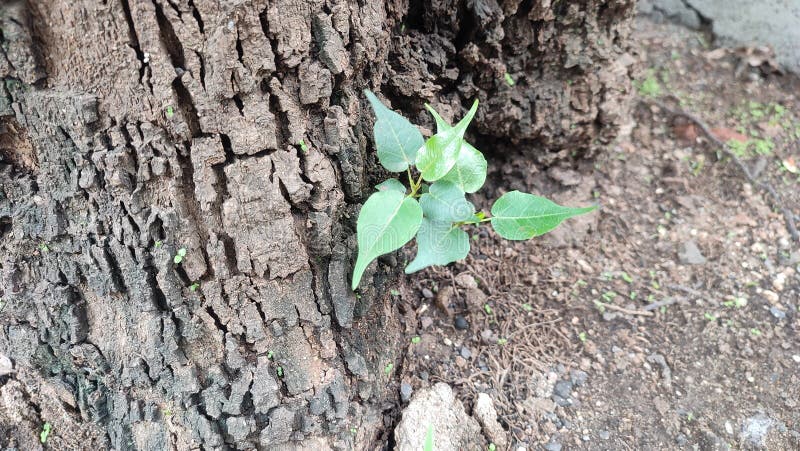 A Pipal Plant Growing in Bottem of Big Tree Stock Image - Image of ...