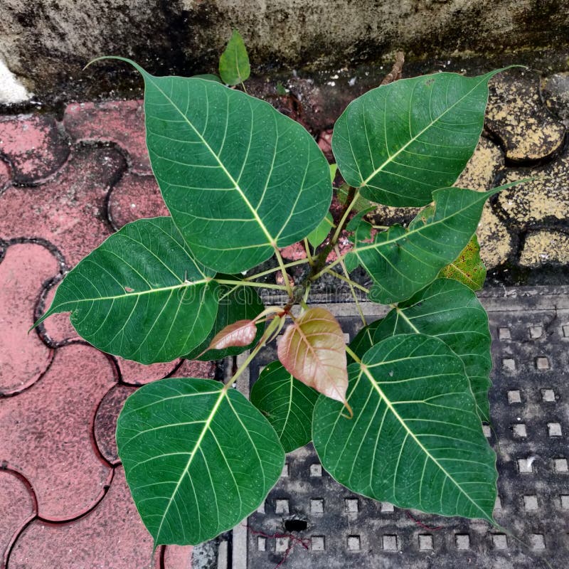 Pipal tree stock image. Image of pipal, tree, bihar - 168498977