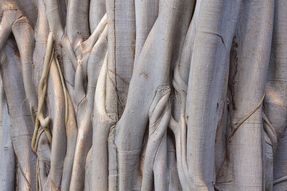 The pipal tree stock image. Image of surface, roots, garden - 33364267