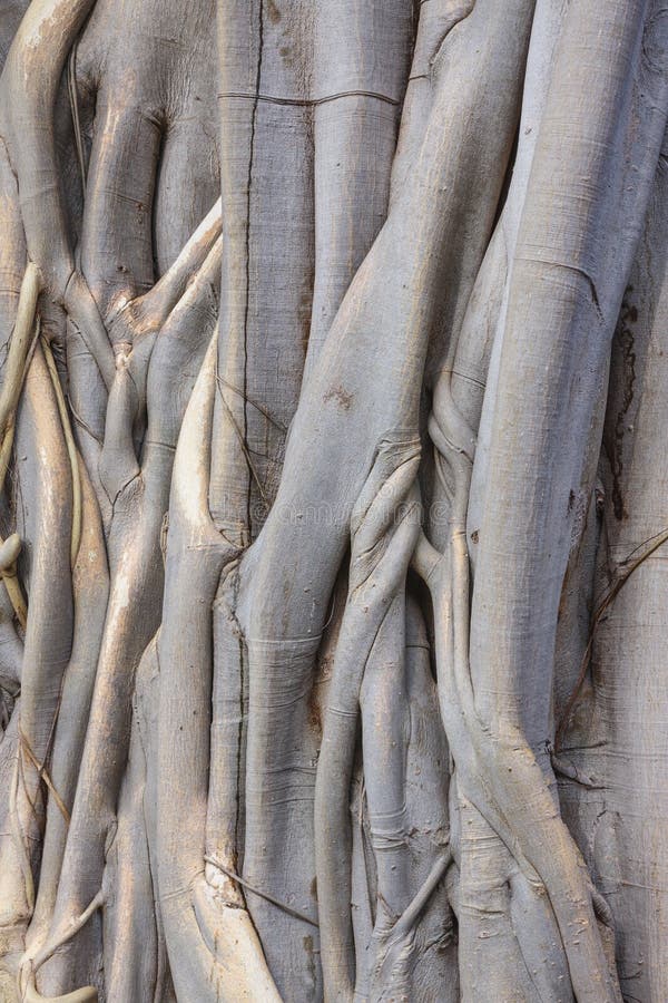 A pipal tree stock image. Image of peepal, garden, jungle - 33364289