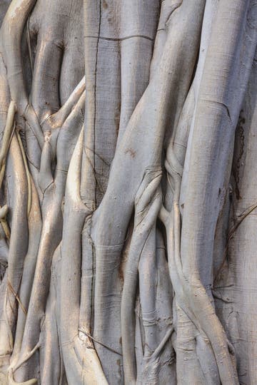 A pipal tree stock image. Image of peepal, garden, jungle - 33364289