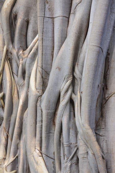 A pipal tree stock image. Image of peepal, garden, jungle - 33364289