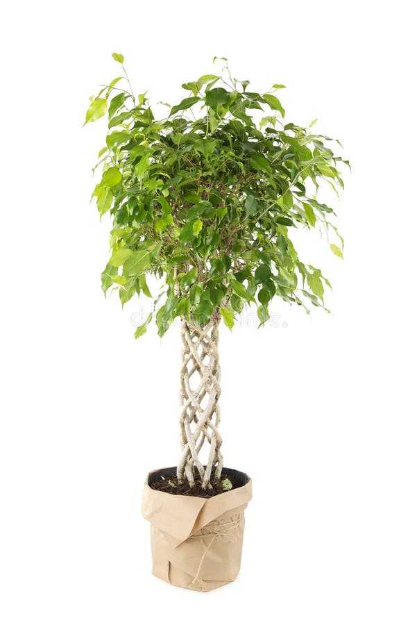 Pipal tree stock photo. Image of tree, white, ficus, nature - 66266684