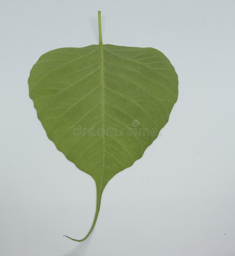 875 Ficus Religiosa Leaf Stock Photos - Free & Royalty-Free Stock ...