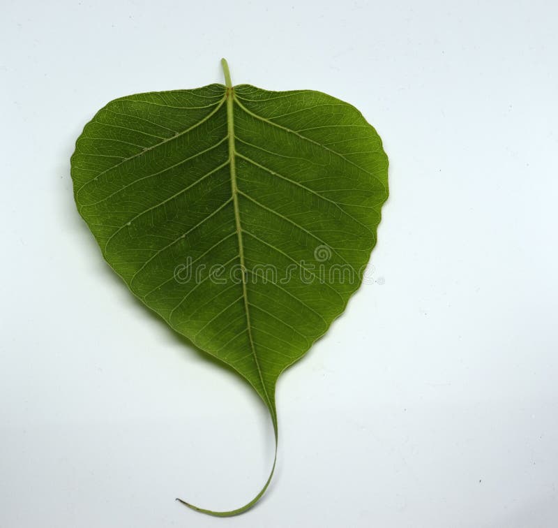 Pipal Tree (Ficus Religiosa) Leaf. with White Background Stock Image ...