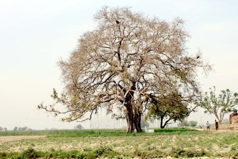 A pipal tree stock image. Image of peepal, garden, jungle - 33364289