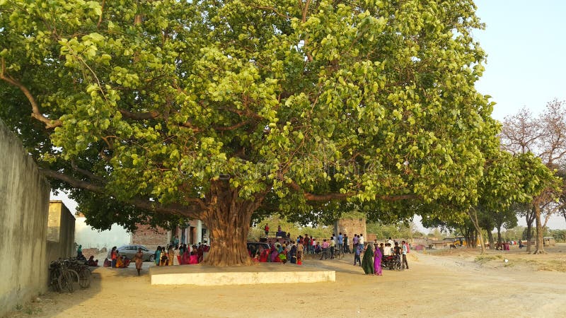 Pipal tree editorial photography. Image of indian, tree - 84304987