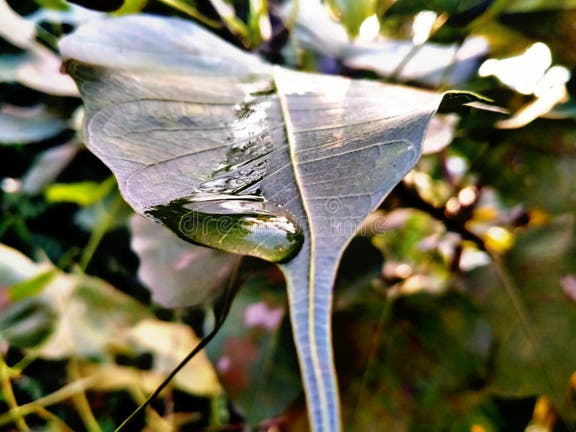 Pipal tree stock image. Image of birch, tree, leaf, pipal - 167949875