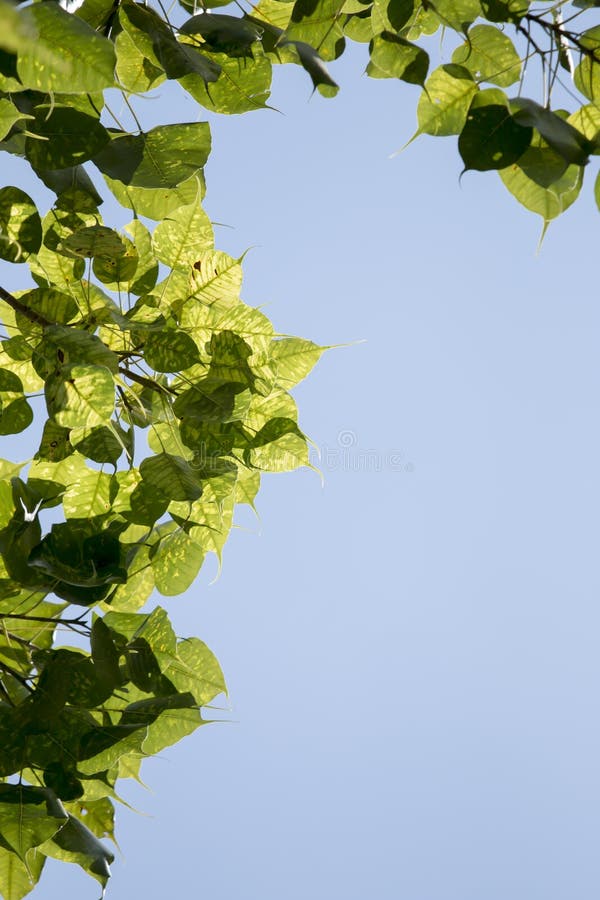 Pipal Tree Leaves Background Stock Photo - Image of yellow, nature ...