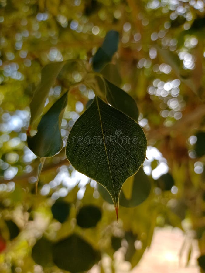 Ficus Religiosa Pipal Tree Tree Leaves Stock Photo - Image of flora ...