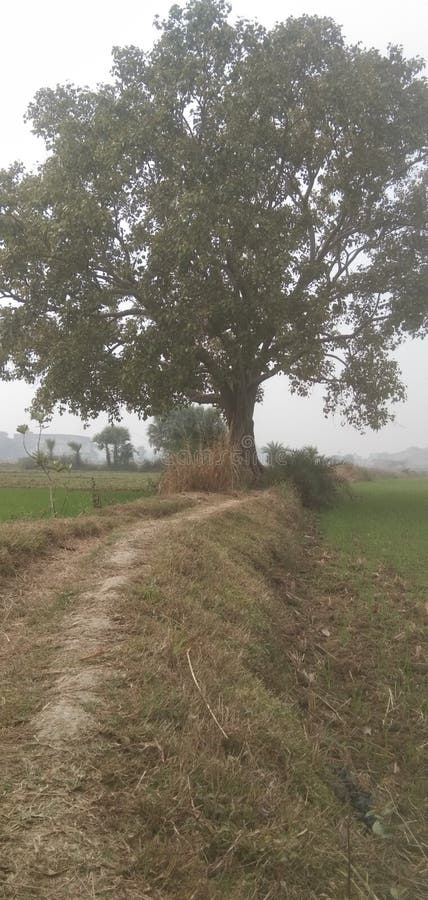 Pipal tree stock image. Image of pipal, tree, bihar - 168498977