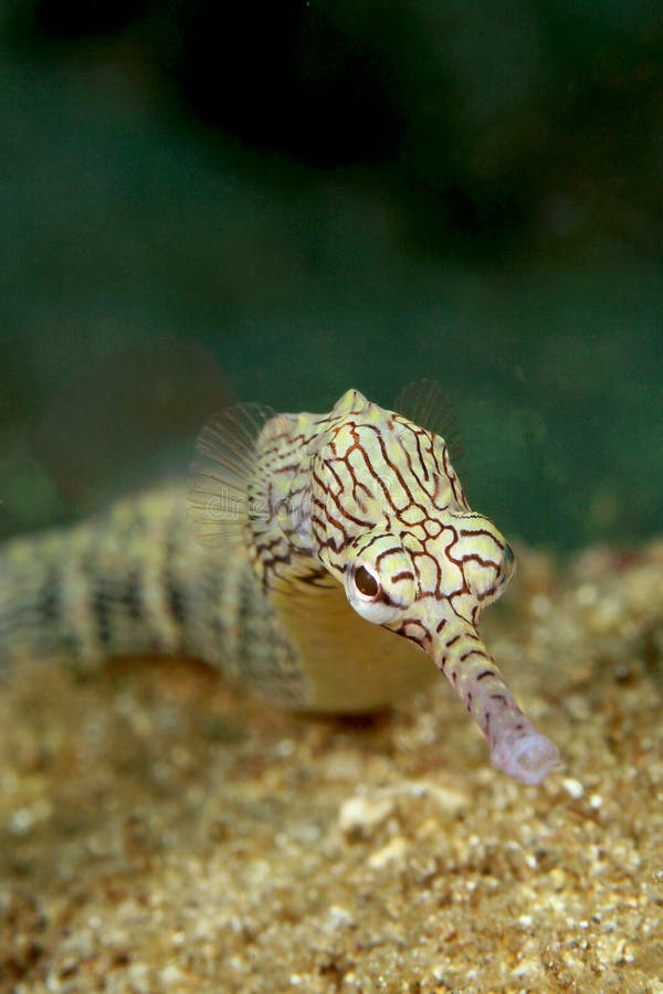 Pipe fish stock image. Image of ocean, wildlife, horse - 11475715