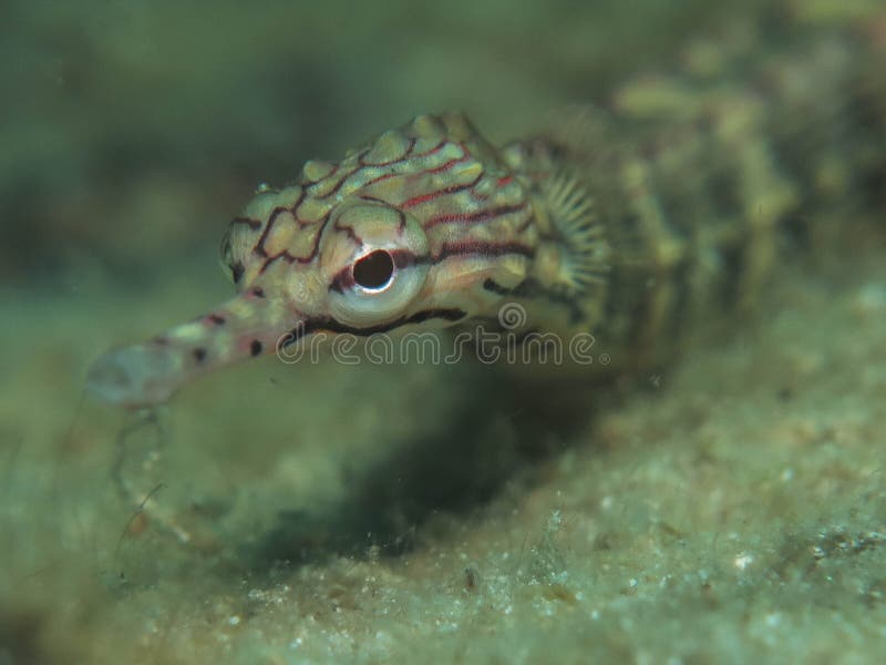 Pipe fish stock photo. Image of scuba, fish, pipe, close - 81073196