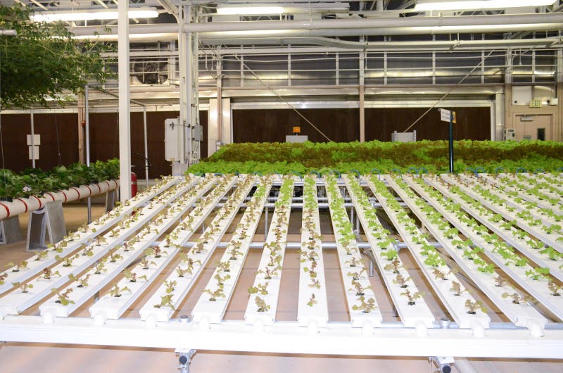 Pipe Growing Vegetables Modern Agriculture Stock Photo - Image of green ...