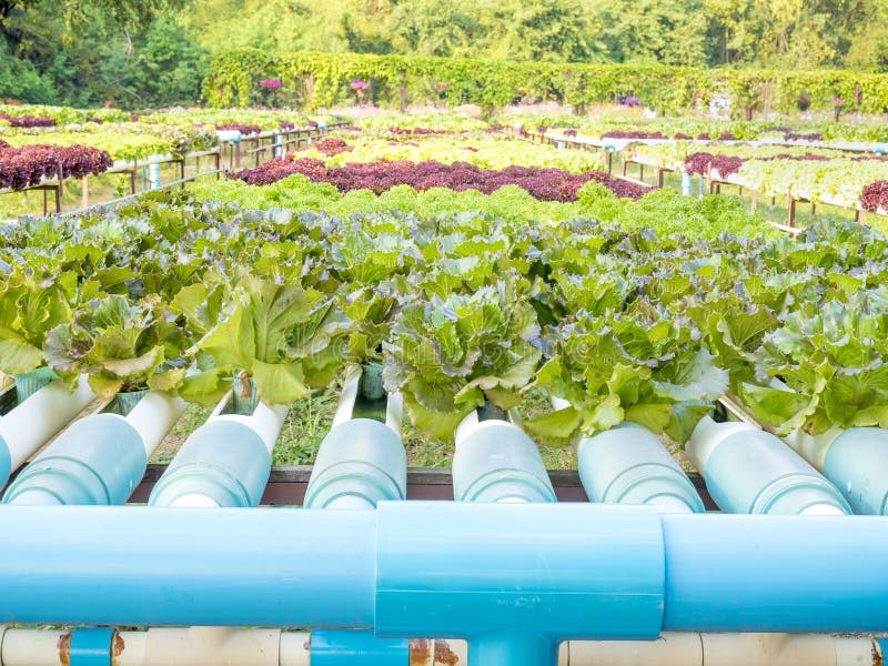 Pipe and Vegetable in Hydroponic Line Stock Image - Image of ...