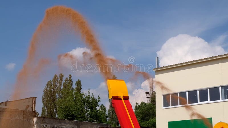 Pipe of Working Grain Cleaner Thrower Loader Machine Stock Video ...