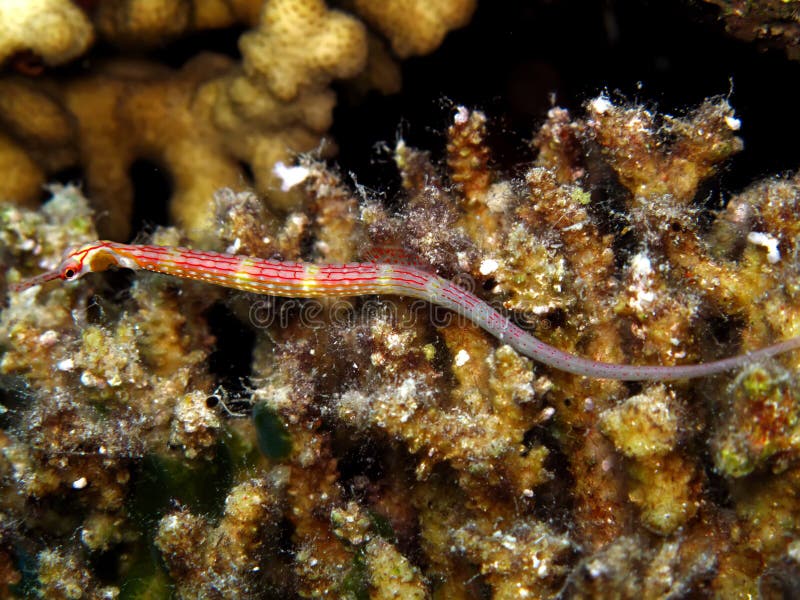 Pipefish stock image. Image of aquatic, nature, underwater - 11023665