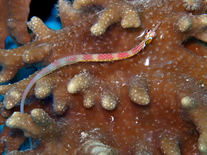 Yellow banded pipefish stock image. Image of banded, tropical - 29959957
