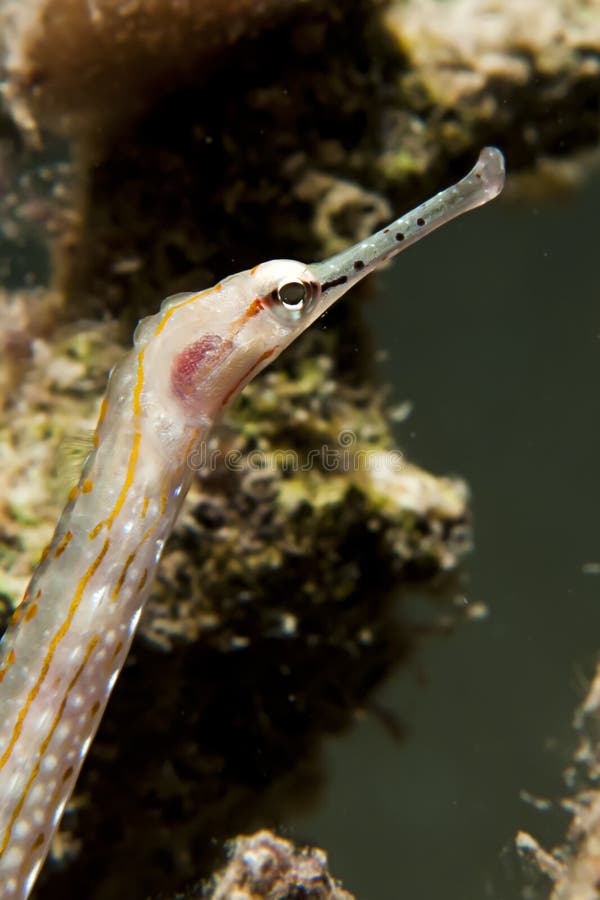 Pipefish stock photo. Image of reef, sandy, tourism, nature - 27960726