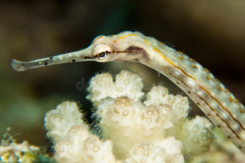 Pipefish stock image. Image of dive, pipefish, sandy - 27961089