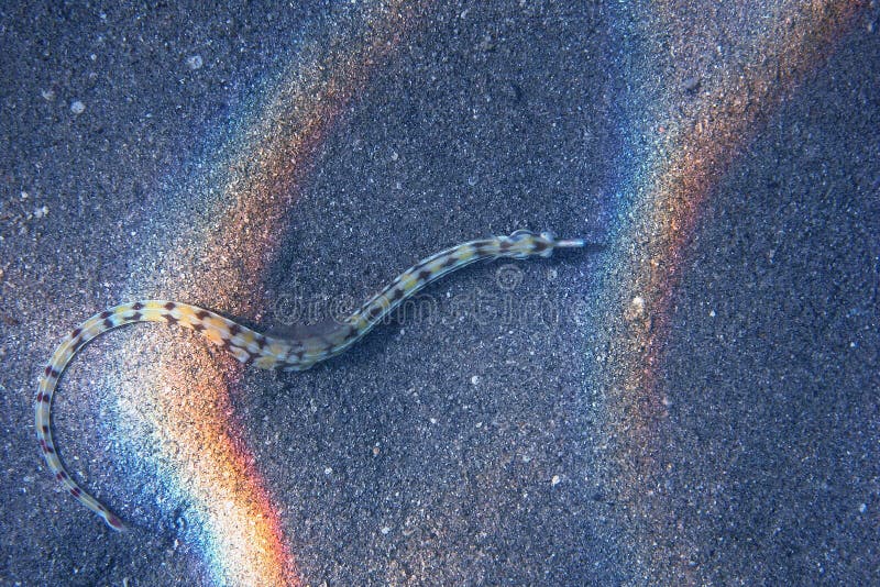 Caribbean Pipefish Stock Photos - Free & Royalty-Free Stock Photos from ...
