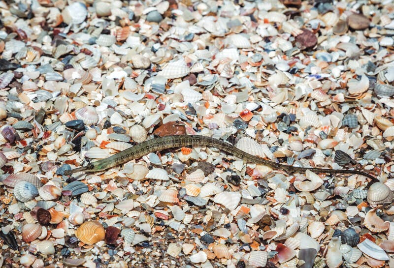 Pipefish washed astrand stock image. Image of long, grey - 56558867