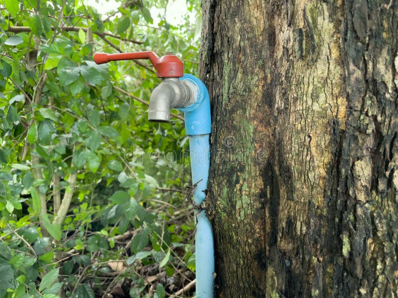 Pipeline System on the Trunk of a Tree. Stock Image - Image of lovely ...