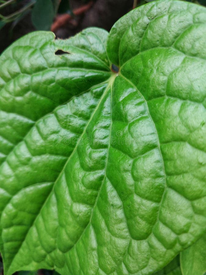 Piper Betle Green Leaf Textur Stock Photo - Image of green, piper ...