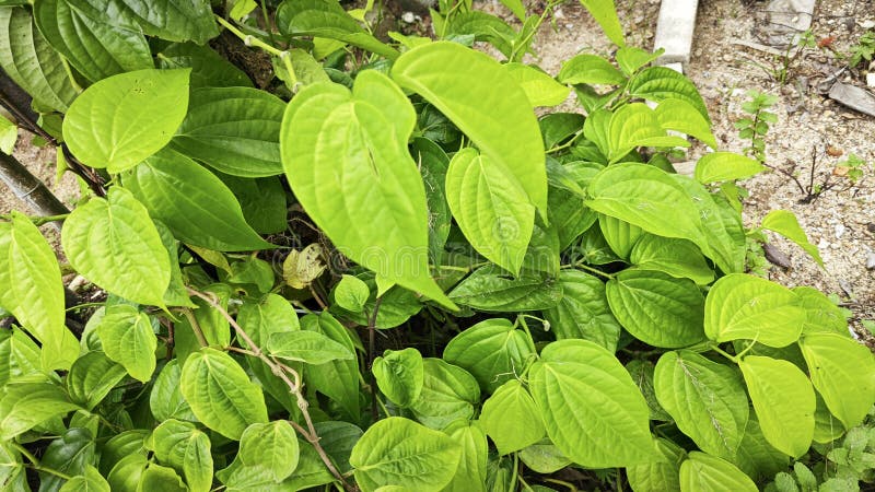 Piper Betle Green Leaves Creeping Plant. Stock Photo - Image of leaves ...