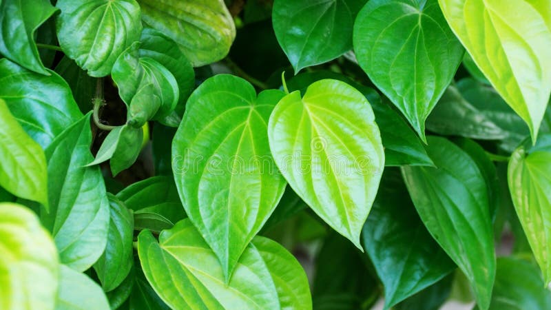 Piper Betle Leaf for a Background Stock Image - Image of forest, flora ...