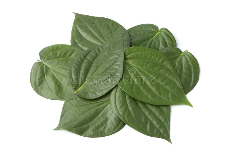 Piper betle leaf stock image. Image of herbal, betel - 19946465