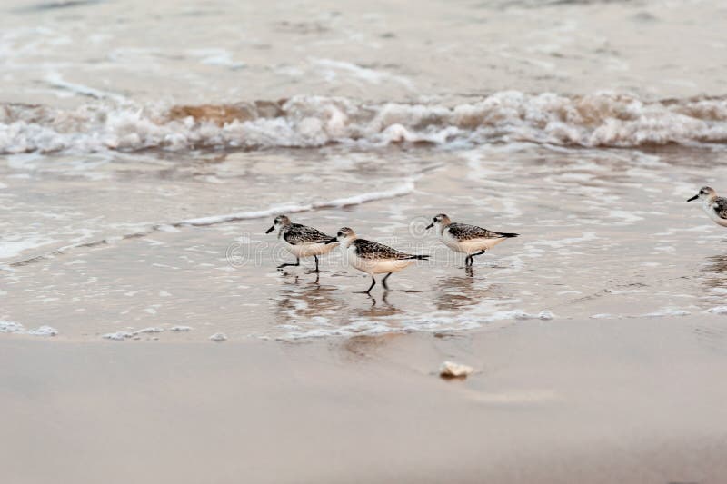 Piper bird Calidris alba stock photo. Image of eating - 86676742
