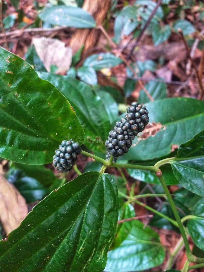 Piper Capense Plant Stock Photos - Free & Royalty-Free Stock Photos ...