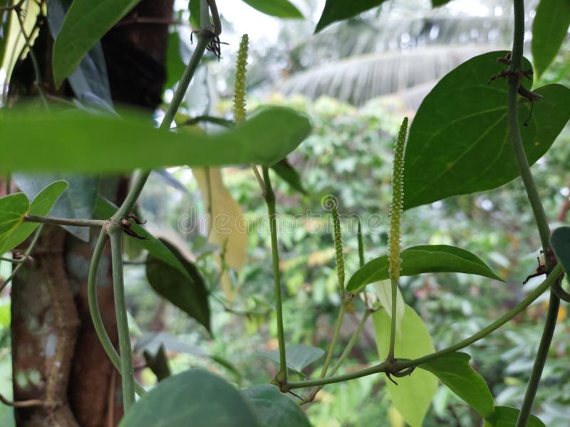 Piper Cubeba L or Cubeb or Java Pepper and Tailed Pepper Stock Photo ...